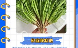 香菜咸菜怎么腌制_香菜咸菜腌制方法大全