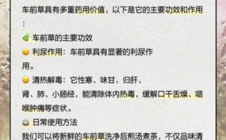 车前草泡水喝的功效与作用_车前草泡水可以天天喝吗