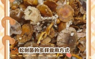 松树菌有毒吗_松树菌怎么做好吃