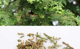 侧柏叶真的可以生发吗_侧柏叶生发效果怎么样