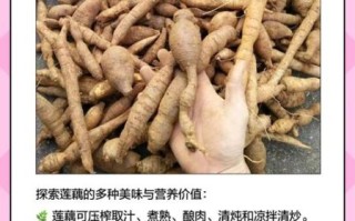 山莲藕图片_如何辨别真假山莲藕