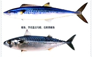 鲅鱼和青鱼的区别_如何一眼分辨