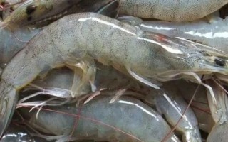 南美对虾养殖技术_南美对虾养殖常见问题