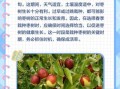 枣树什么时候移栽最好_枣树移栽最佳季节