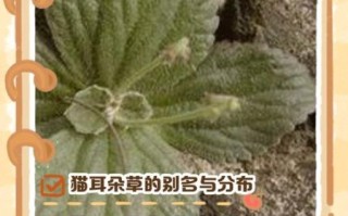 猫耳朵草长什么样_猫耳朵草的功效与作用