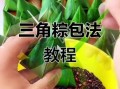正宗三角粽子怎么包_三角粽子的详细步骤