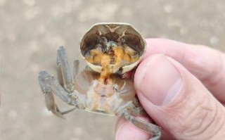 大闸蟹养殖方法_大闸蟹养殖周期多久