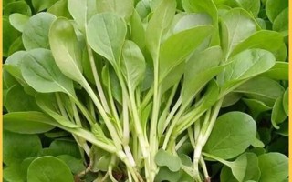 鸡毛菜图片大全_鸡毛菜和油菜的区别