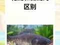 花鲢鱼和白鲢鱼的区别_如何一眼分辨两种鲢鱼