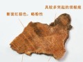 菝葜的功效与作用_菝葜能治什么病
