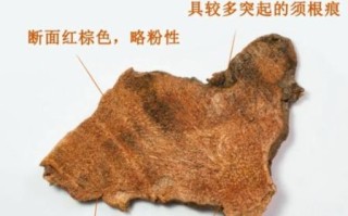 菝葜的功效与作用_菝葜能治什么病