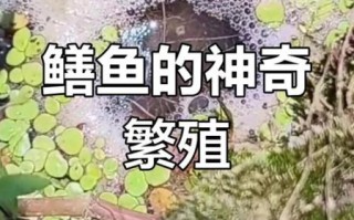 黄鳝性别怎么区分_黄鳝公母辨别方法