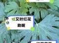 红艾草的功效与作用_红艾草怎么用效果最好