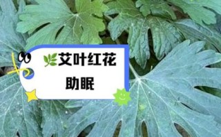 红艾草的功效与作用_红艾草怎么用效果最好