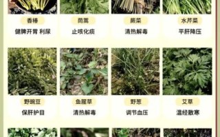 苣怎么读拼音_苣的读音与用法详解