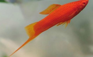 红箭鱼怎么分公母_红箭鱼公母辨别技巧