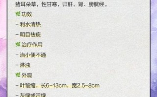 猪耳朵草是车前草吗_区别与功效对比