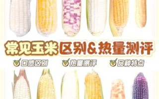 糯玉米的热量是多少_减肥能吃糯玉米吗