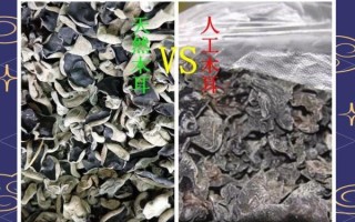 野生木耳图片_如何辨别真假