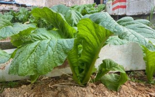 芥菜长什么样_芥菜图片与实物区别