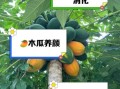 生木瓜能吃吗_生木瓜怎么吃才安全