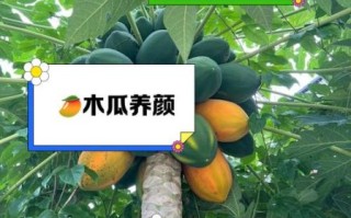 生木瓜能吃吗_生木瓜怎么吃才安全