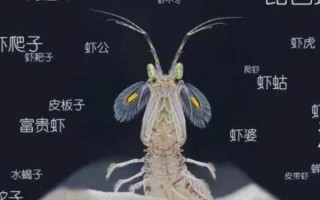 虾蛄怎么念_虾蛄的正确读音是什么
