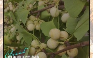 白果树果子能吃吗_白果怎么处理才能吃 白果树果子能吃吗_白果怎么处理才能吃