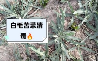 苦菜的功效与作用_苦菜的禁忌人群有哪些