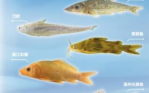 浙江淡水鱼种类大全_哪些鱼最常见