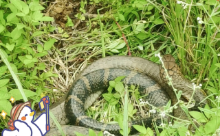 眼镜蛇王最怕什么蛇_眼镜蛇王天敌有哪些