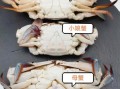 公蟹和母蟹哪个好_买螃蟹公母区别