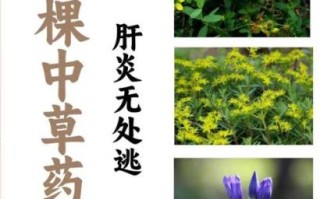 解肝毒最强的草药有哪些_怎么用效果最好