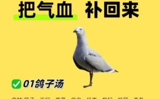鸽子汤的功效与禁忌_哪些人不能喝鸽子汤
