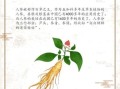 人参怎么吃最好_人参的正确吃法