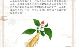 人参怎么吃最好_人参的正确吃法