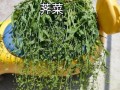 野生荠菜怎么做好吃_野生荠菜的做法大全