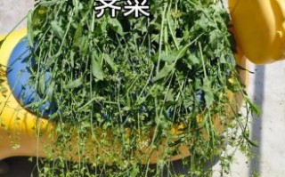 野生荠菜怎么做好吃_野生荠菜的做法大全