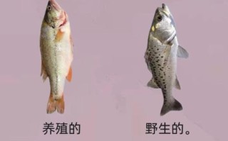 鲈鱼有哪些常见种类_如何区分淡水鲈鱼和海鲈鱼