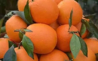 水果大全大图片_哪些水果高清大图最实用