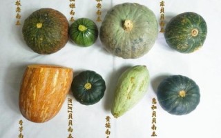 倭瓜是什么瓜_倭瓜和南瓜的区别