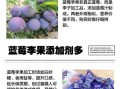 蓝莓李果的功效与作用_蓝莓李果适合什么人吃