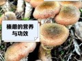 榛蘑菇的营养价值_榛蘑菇怎么吃最营养