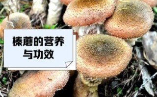 榛蘑菇的营养价值_榛蘑菇怎么吃最营养