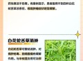 白花蛇草的功效与作用_白花蛇草能治哪些病