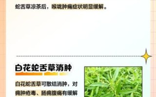 白花蛇草的功效与作用_白花蛇草能治哪些病