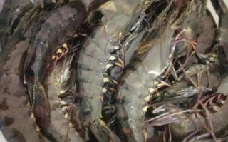 草虾养殖需要什么条件_草虾养殖水质要求