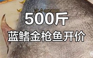 金枪鱼价格多少钱一斤_影响金枪鱼价格的因素