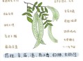 皂荚的功效与作用_皂荚怎么使用效果最好
