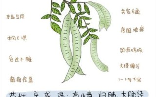 皂荚的功效与作用_皂荚怎么使用效果最好